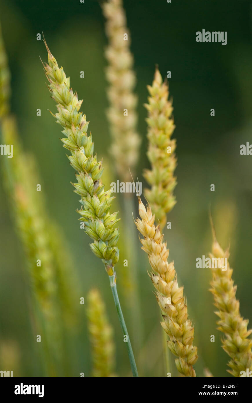 Wheat ears close-up vertical Stock Photo - Alamy