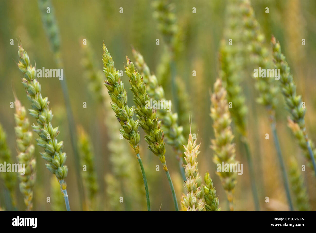 Wheat ears close-up horizontal Stock Photo - Alamy
