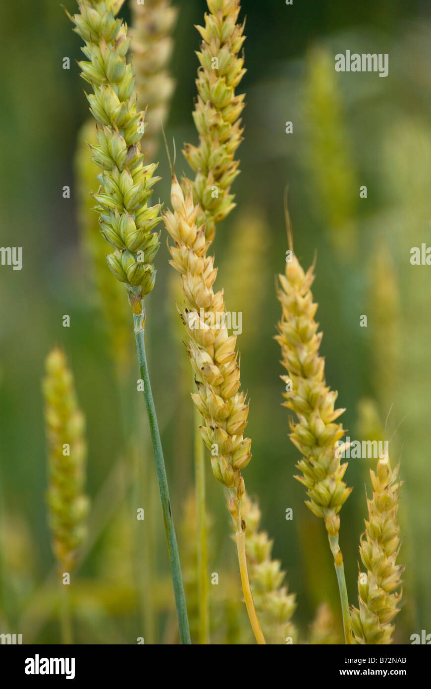 Wheat ears close-up vertical Stock Photo - Alamy