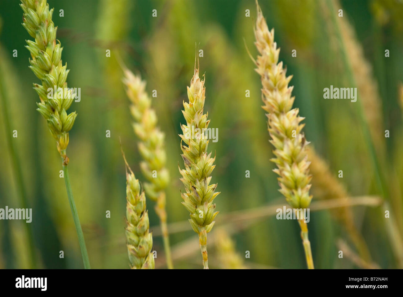 Wheat ears close-up horizontal Stock Photo - Alamy