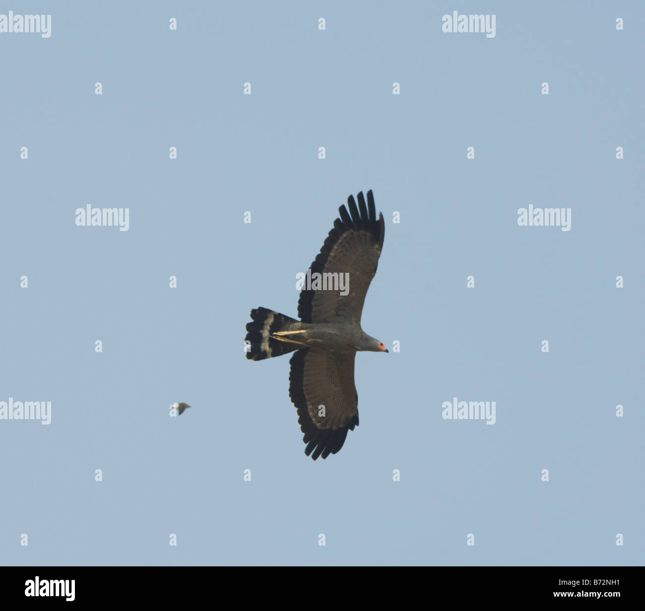 Adult african harrier hawk hi-res stock photography and images - Alamy