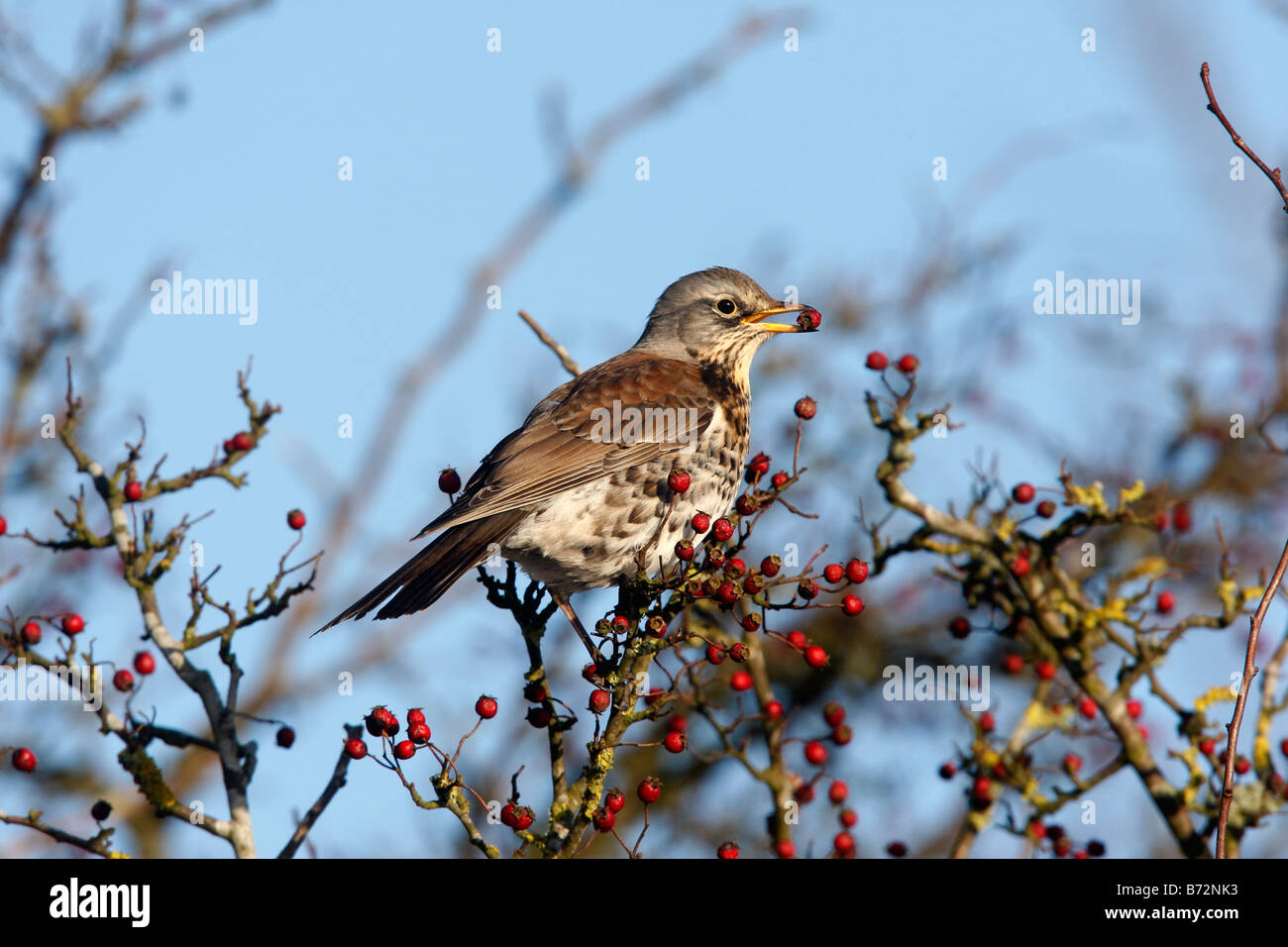 Bird eating berries hi-res stock photography and images - Alamy
