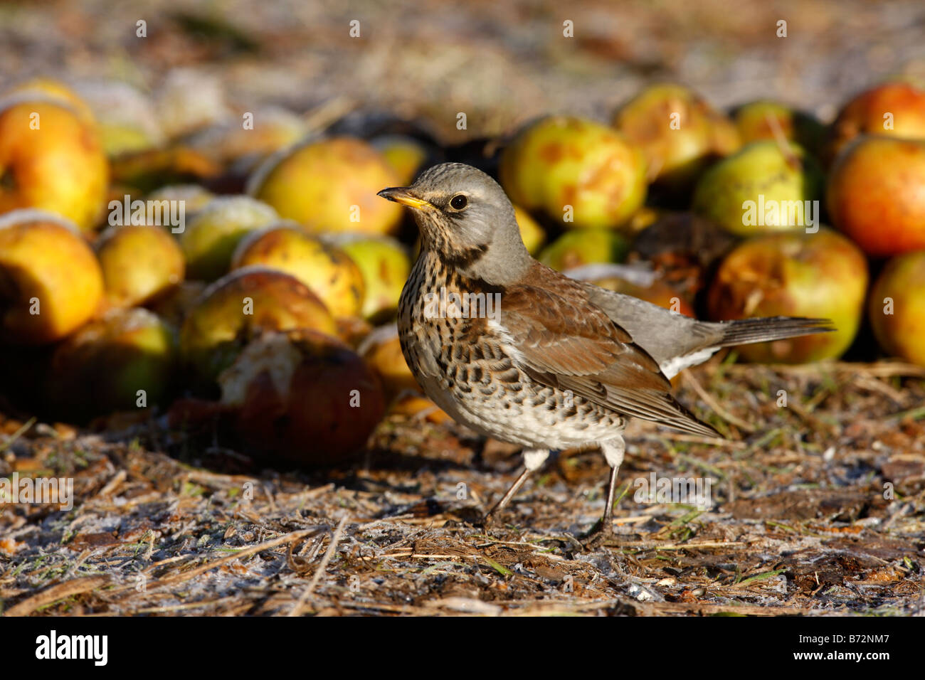 British eating apples hi-res stock photography and images - Alamy