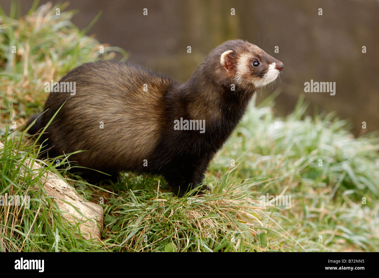 Putorius hi-res stock photography and images - Alamy