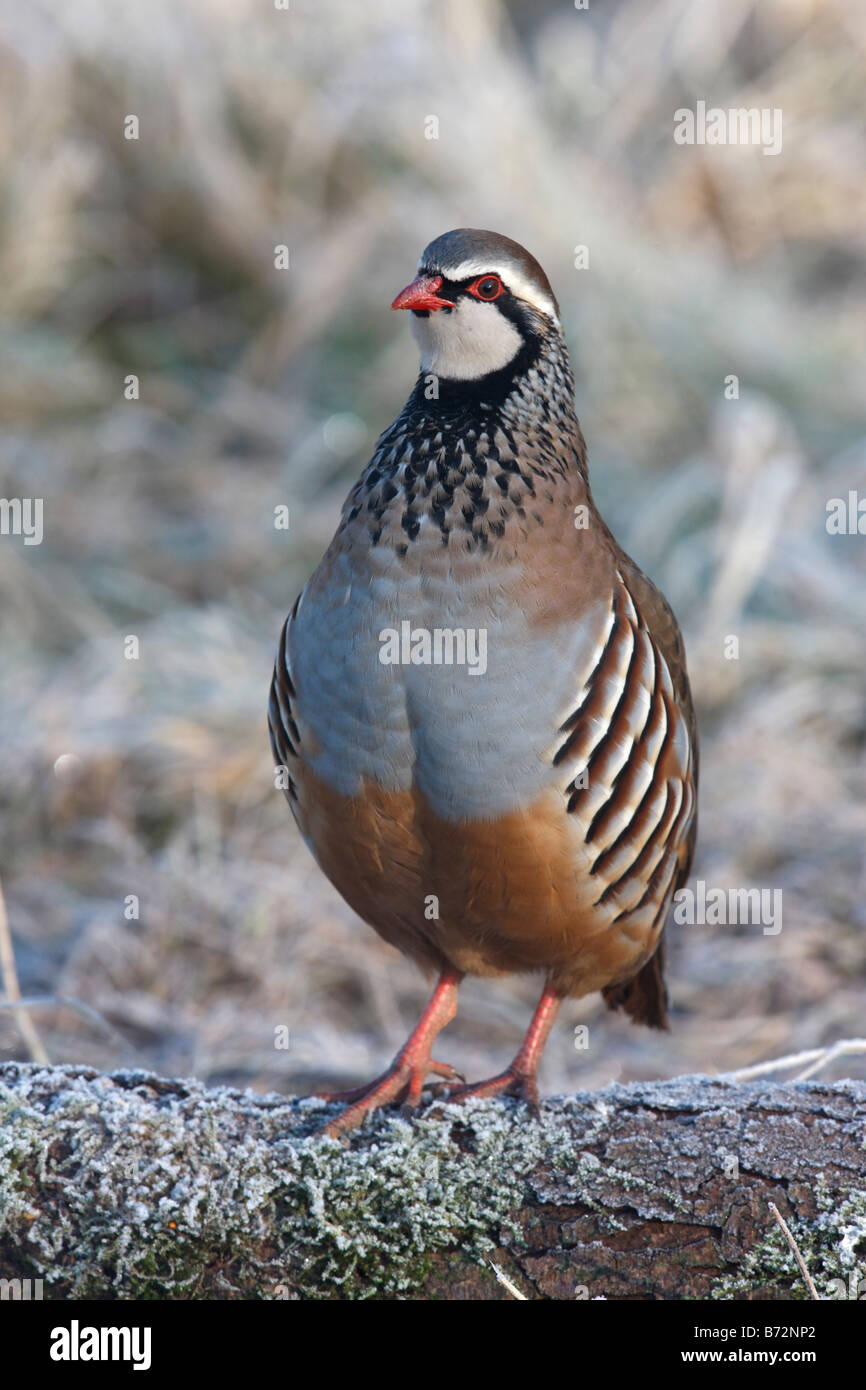 Red legged partridge Alectoris rufa In frost Midlands winter Stock ...