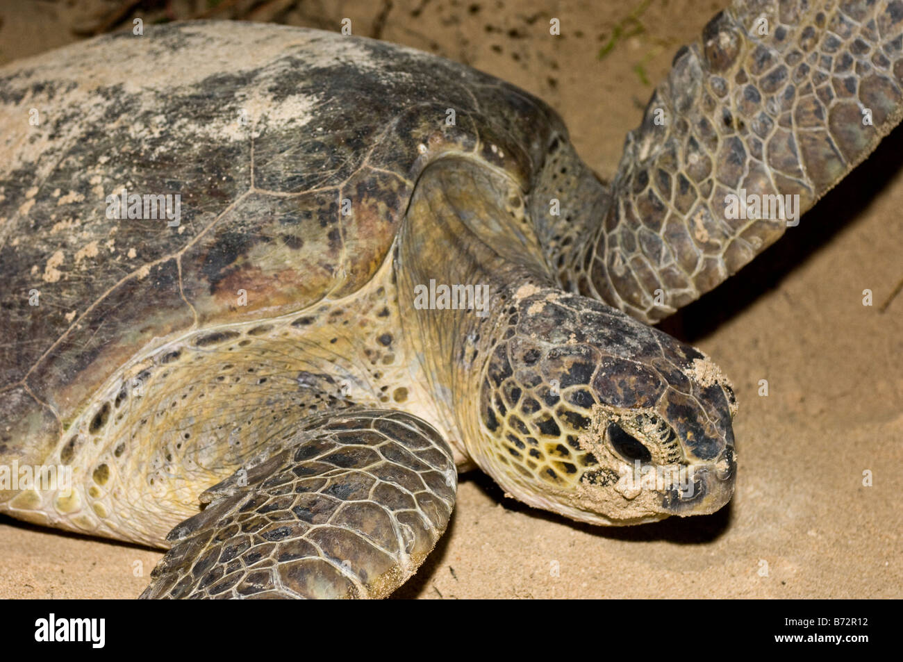 A female green turtle digging a nest, Sabah, Malaysia Stock Photo - Alamy