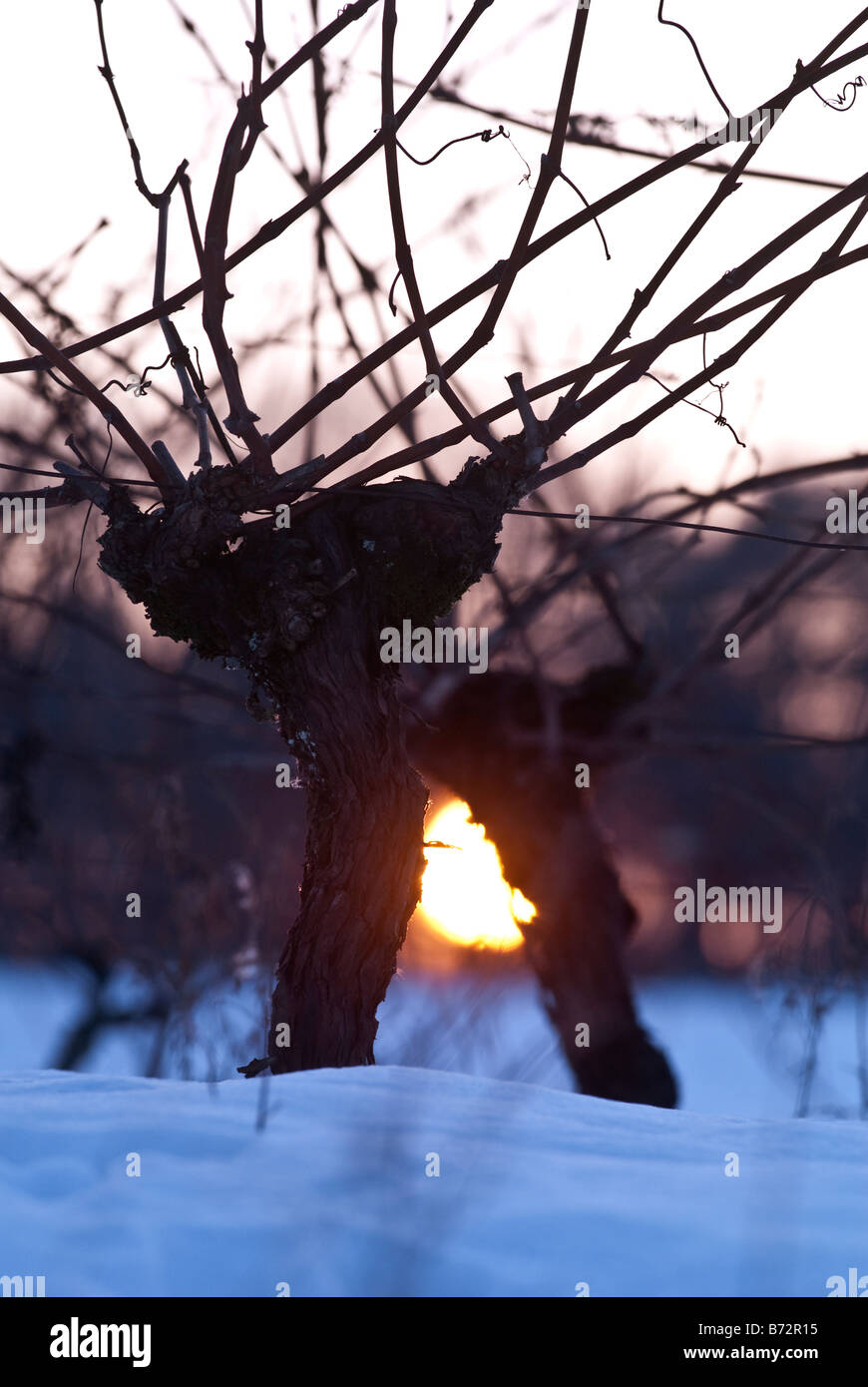 Vines snow hi-res stock photography and images - Alamy