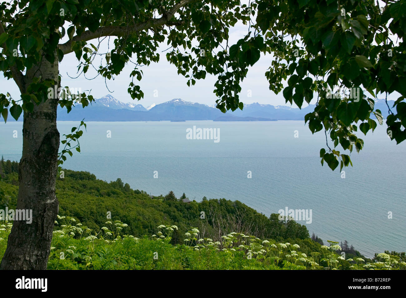 Alaskan wildflowers in this scenic shoot from Haines, Alaska Stock ...