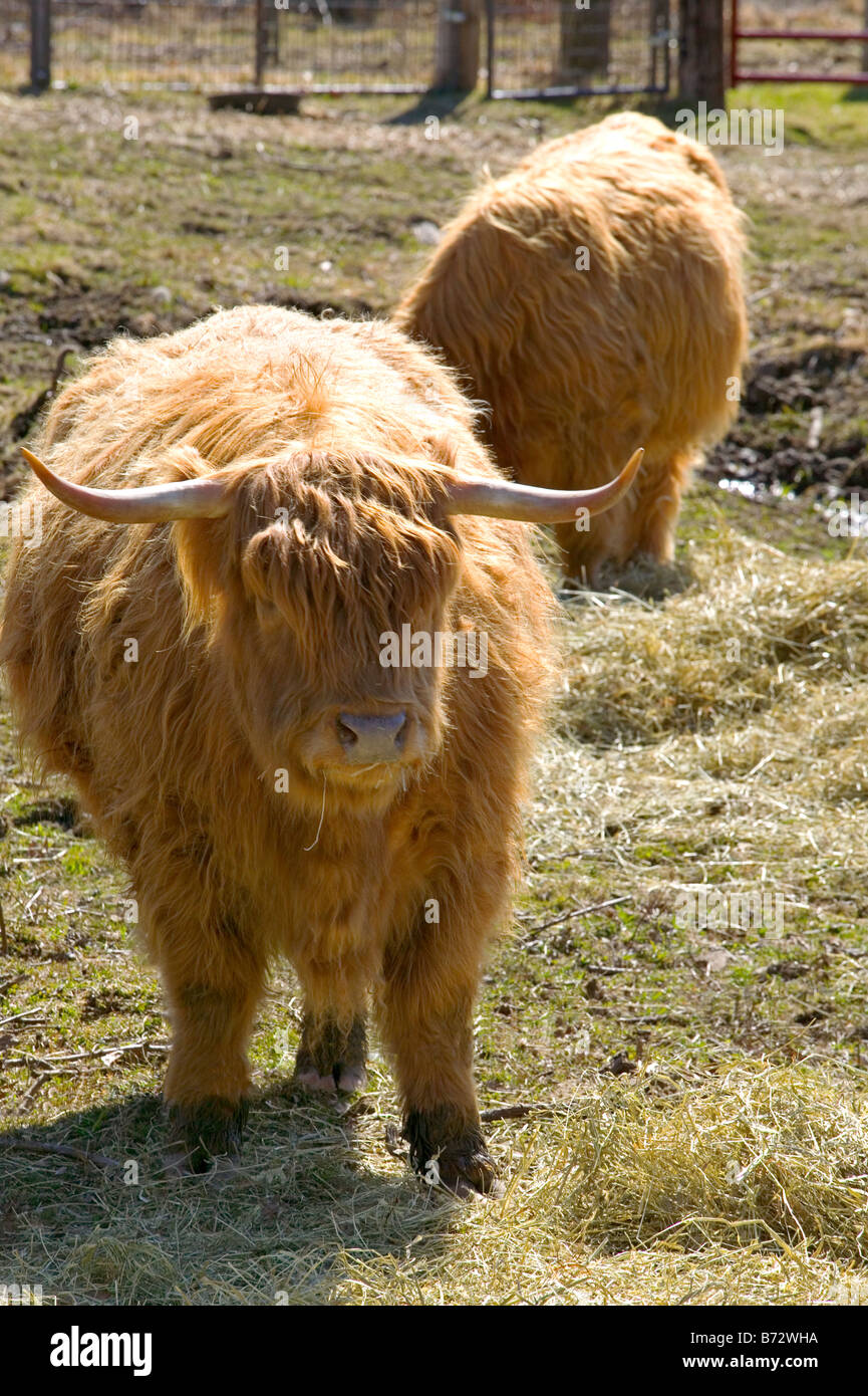 Scottish Highlander cattle grazing on hay Stock Photo - Alamy
