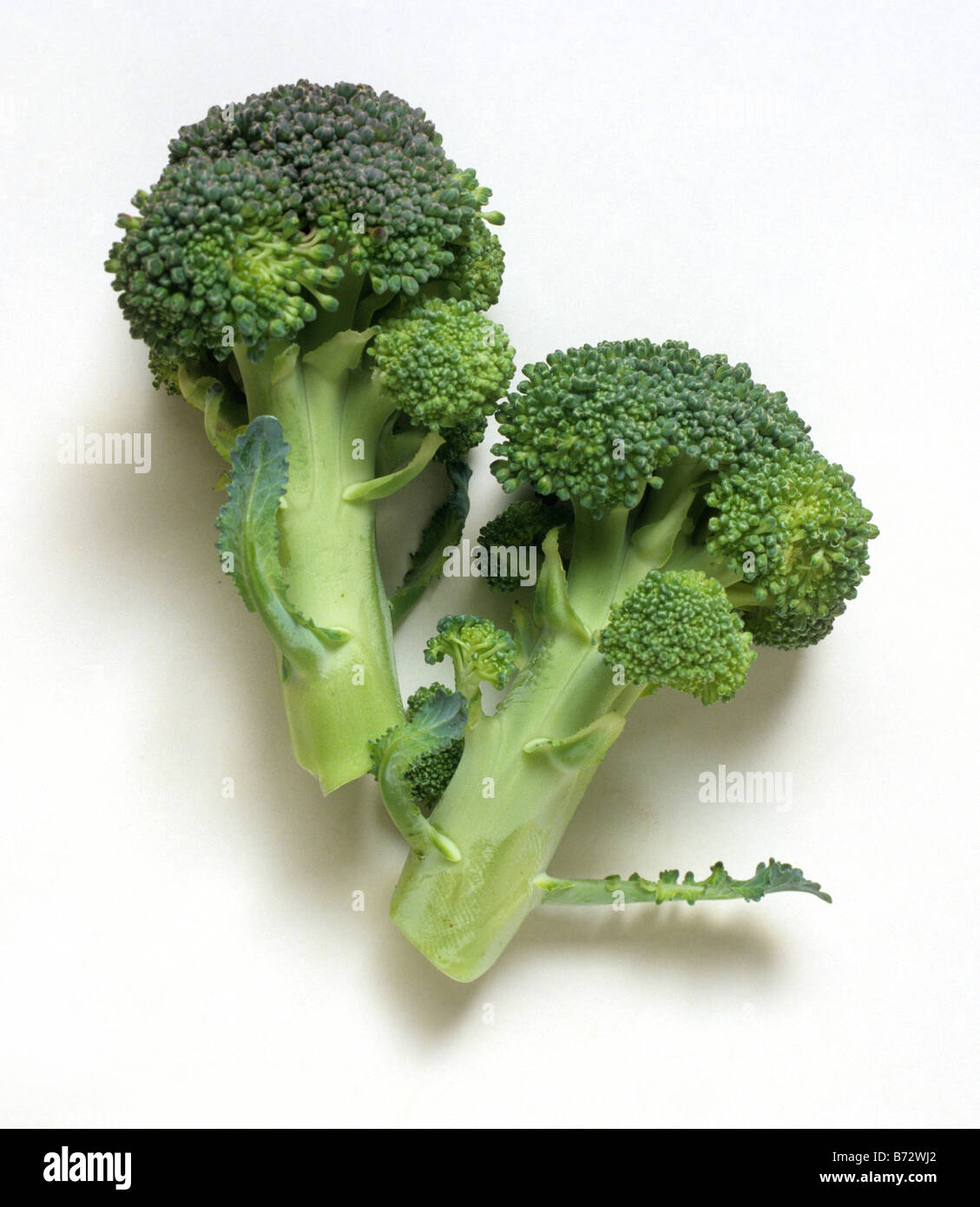 Growing broccoli Cut Out Stock Images & Pictures - Alamy