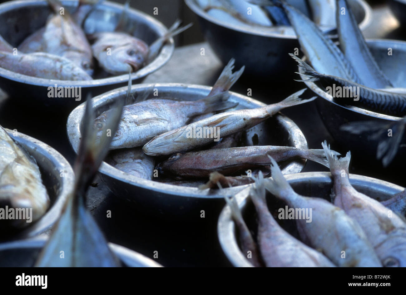 Fish in tin bowls on display at Ridley Road market Stock Photo - Alamy