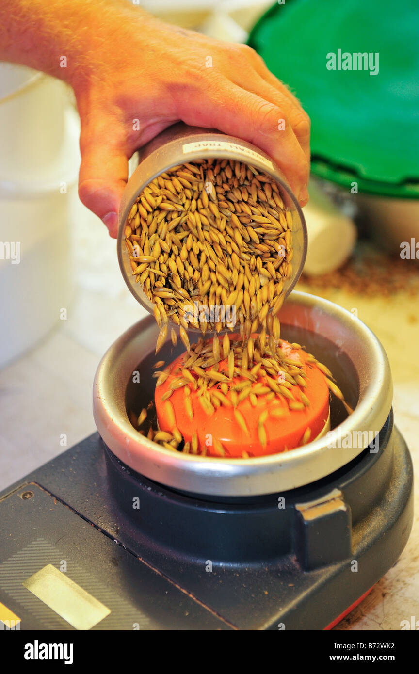 Taking a moisture content reading of a grain sample Stock Photo - Alamy
