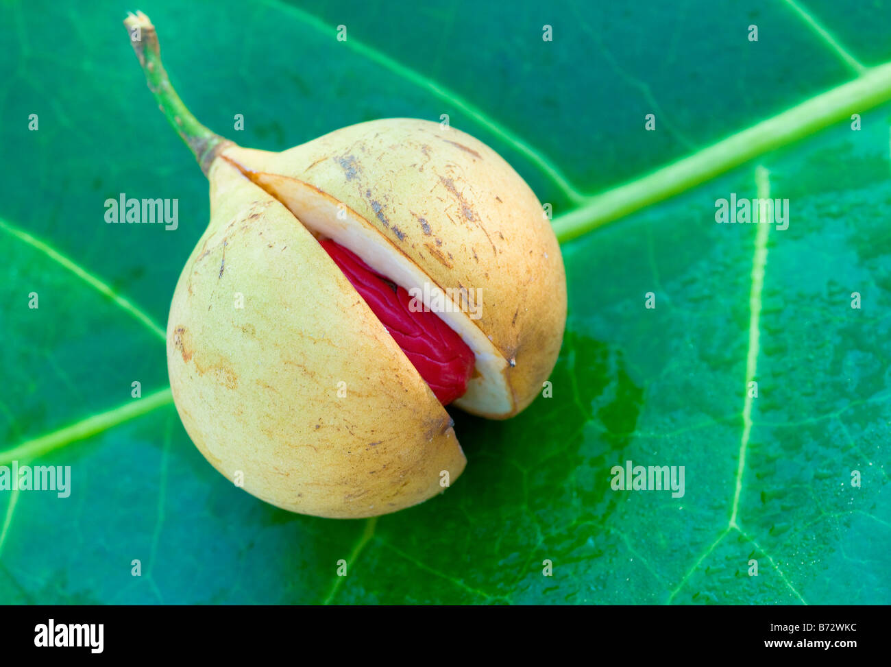 Nutmeg islands hi-res stock photography and images - Alamy