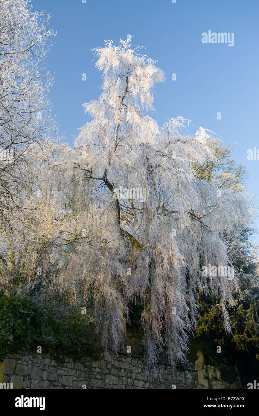 Ice covered tree Stock Photo - Alamy