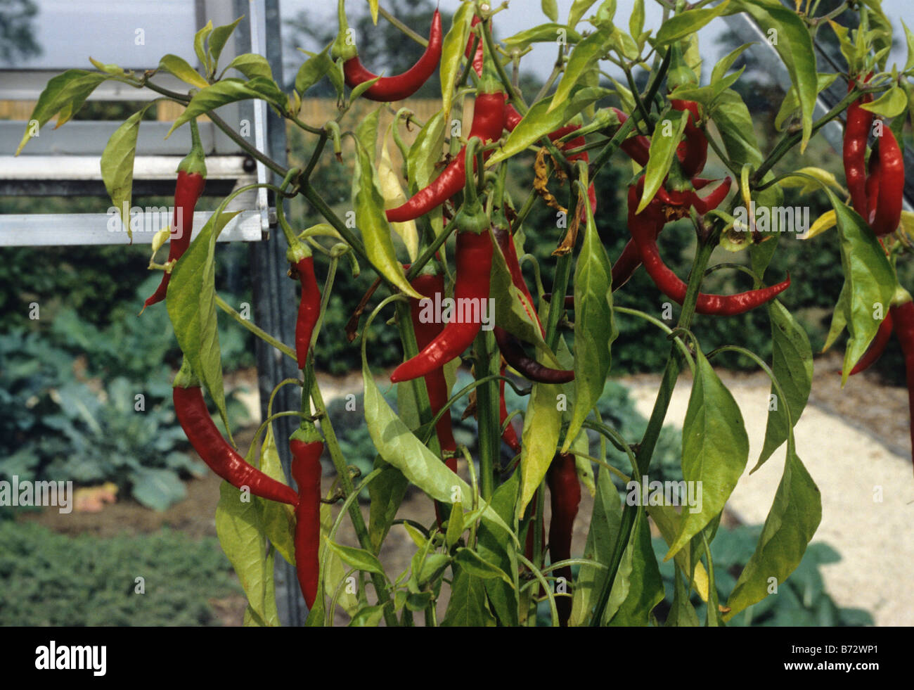 Capiscum hi-res stock photography and images - Alamy