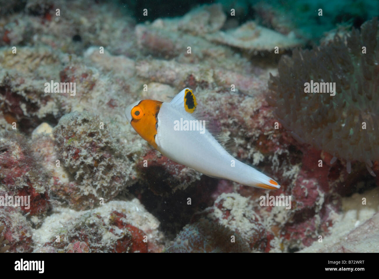 Seychelles tropical fish hi-res stock photography and images - Alamy