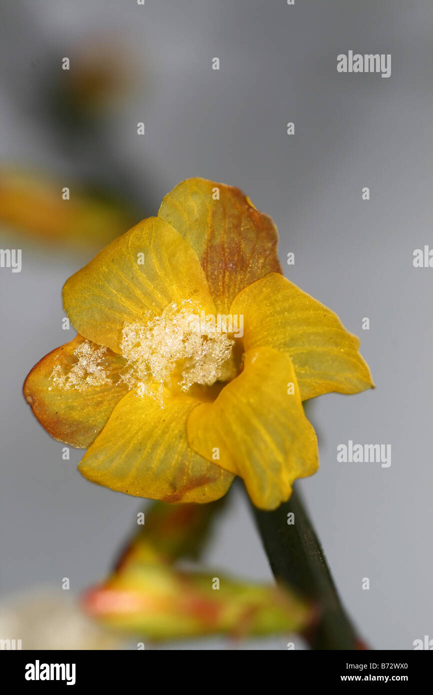 Snow flower hi-res stock photography and images - Alamy