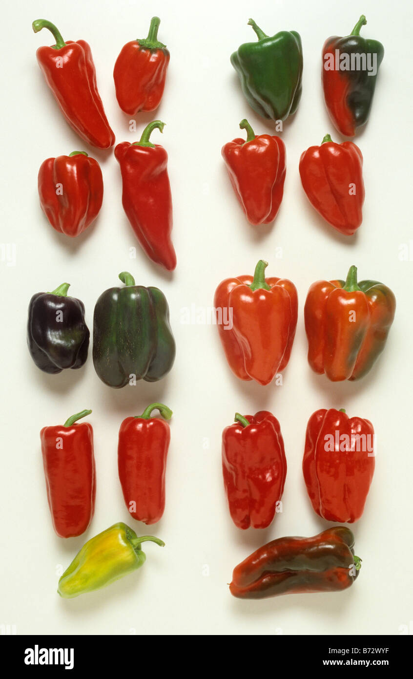 Sweet peppers specimens from RHS garden Wisley photographed 3 September ...