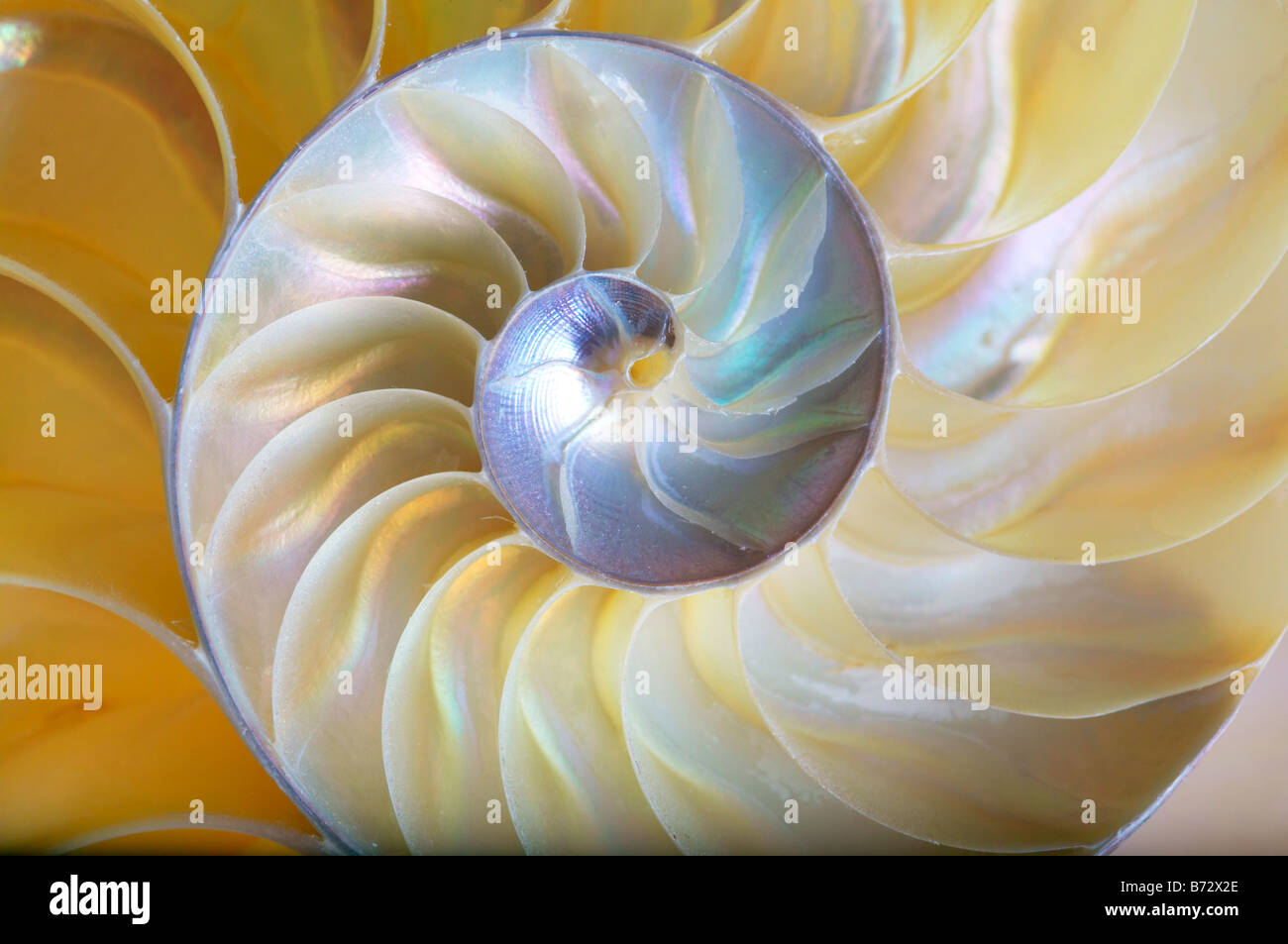 Interior of a chambered nautilus showing the mother of pearl Stock ...