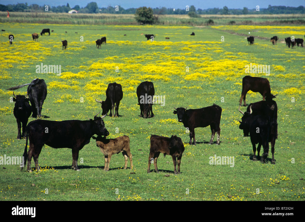 Herd of Camargue Bulls in Spring Field, Camargue, southern France Stock ...