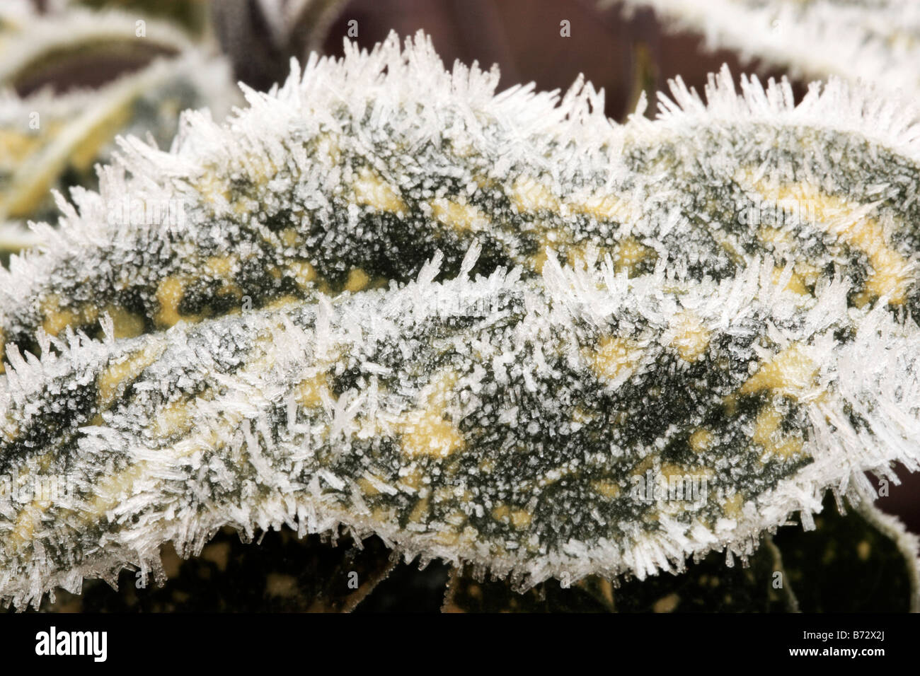 Close up of frost on a leaf hi-res stock photography and images - Alamy