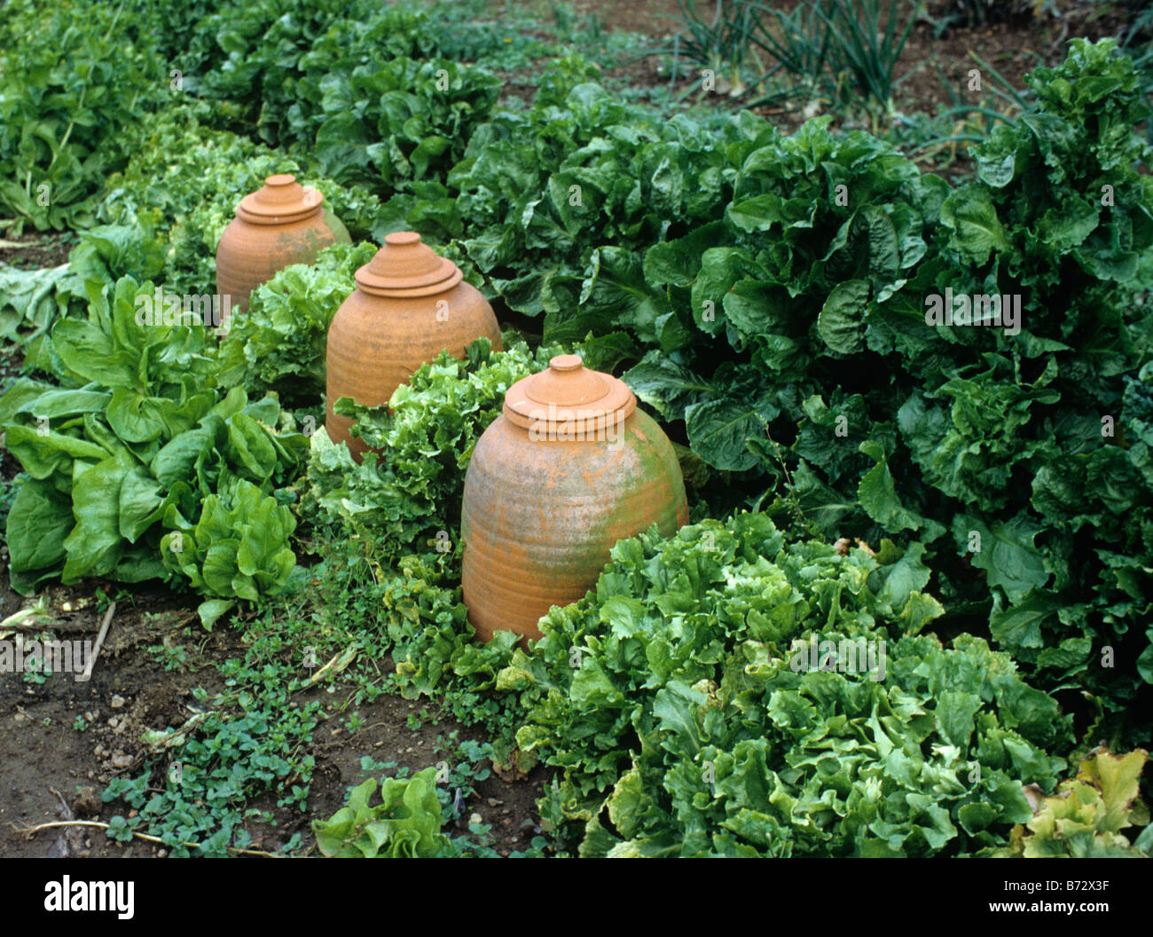 Blanching pots hi-res stock photography and images - Alamy