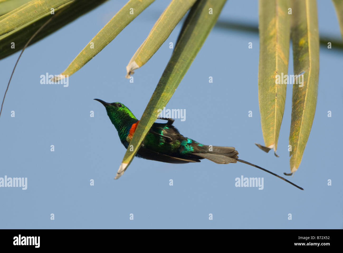 Beautiful Sunbird (Nectarinia pulchella Stock Photo - Alamy