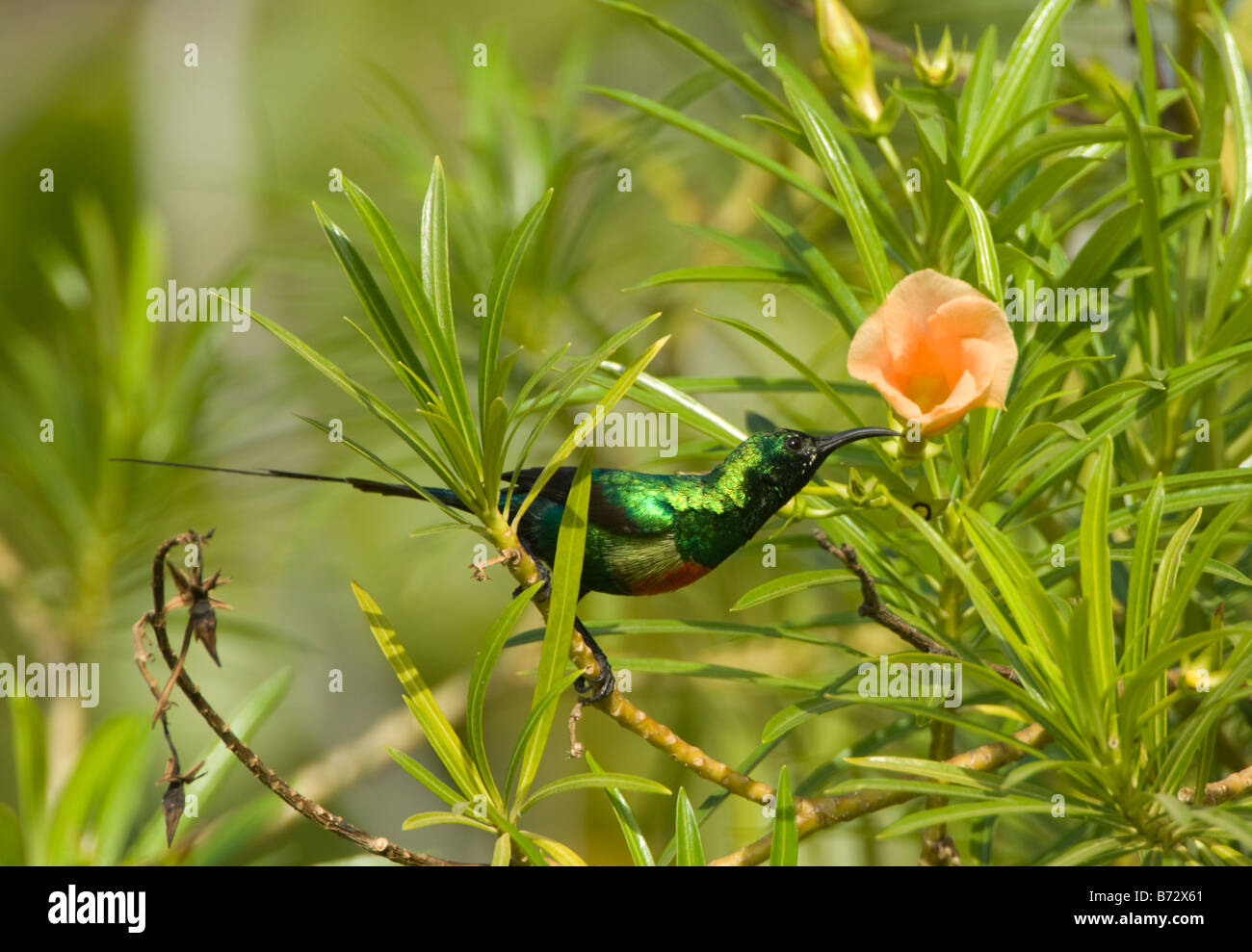 Beautiful Sunbird (Nectarinia pulchella Stock Photo - Alamy