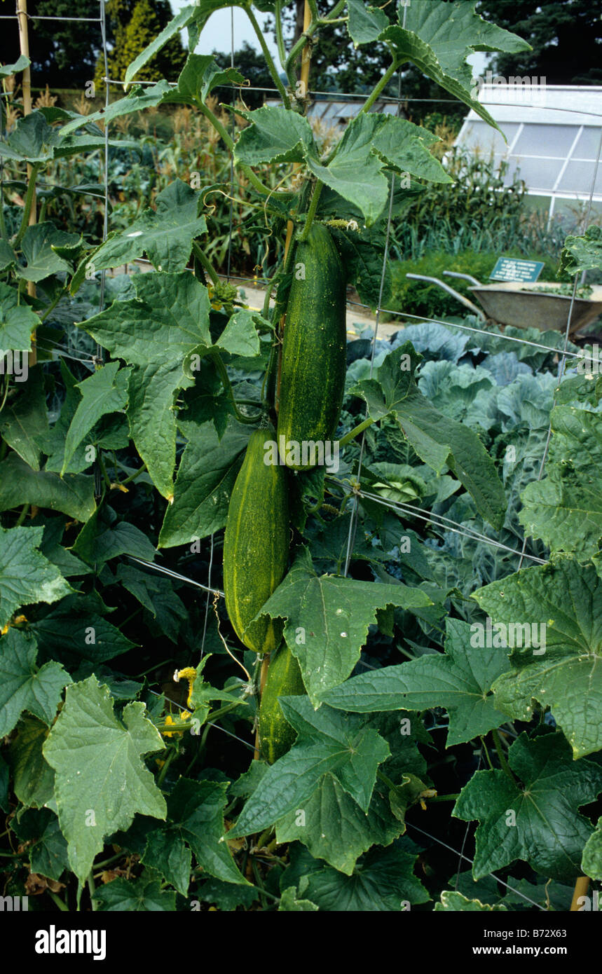 Cucumis Chinese Long Green Cucumber Stock Photo - Alamy