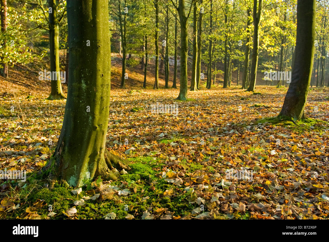 Ladybower wood peak district hi-res stock photography and images - Alamy