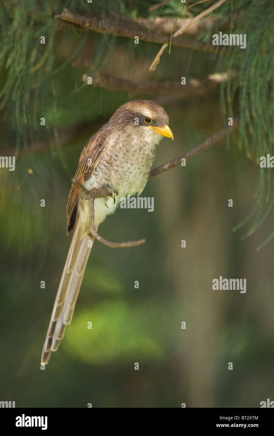 Yellow Billed Shrike Corvinella corvina WILD Stock Photo - Alamy