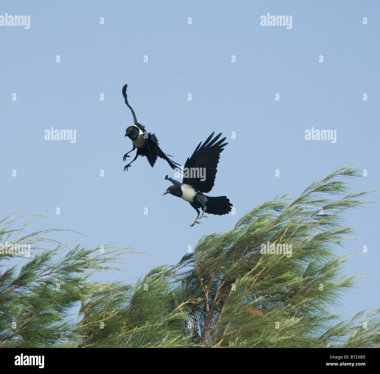 Pied Crows Corvus albus Stock Photo - Alamy