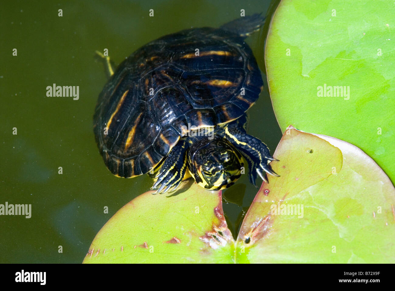 Sweetwater turtle in pool on hi-res stock photography and images - Alamy