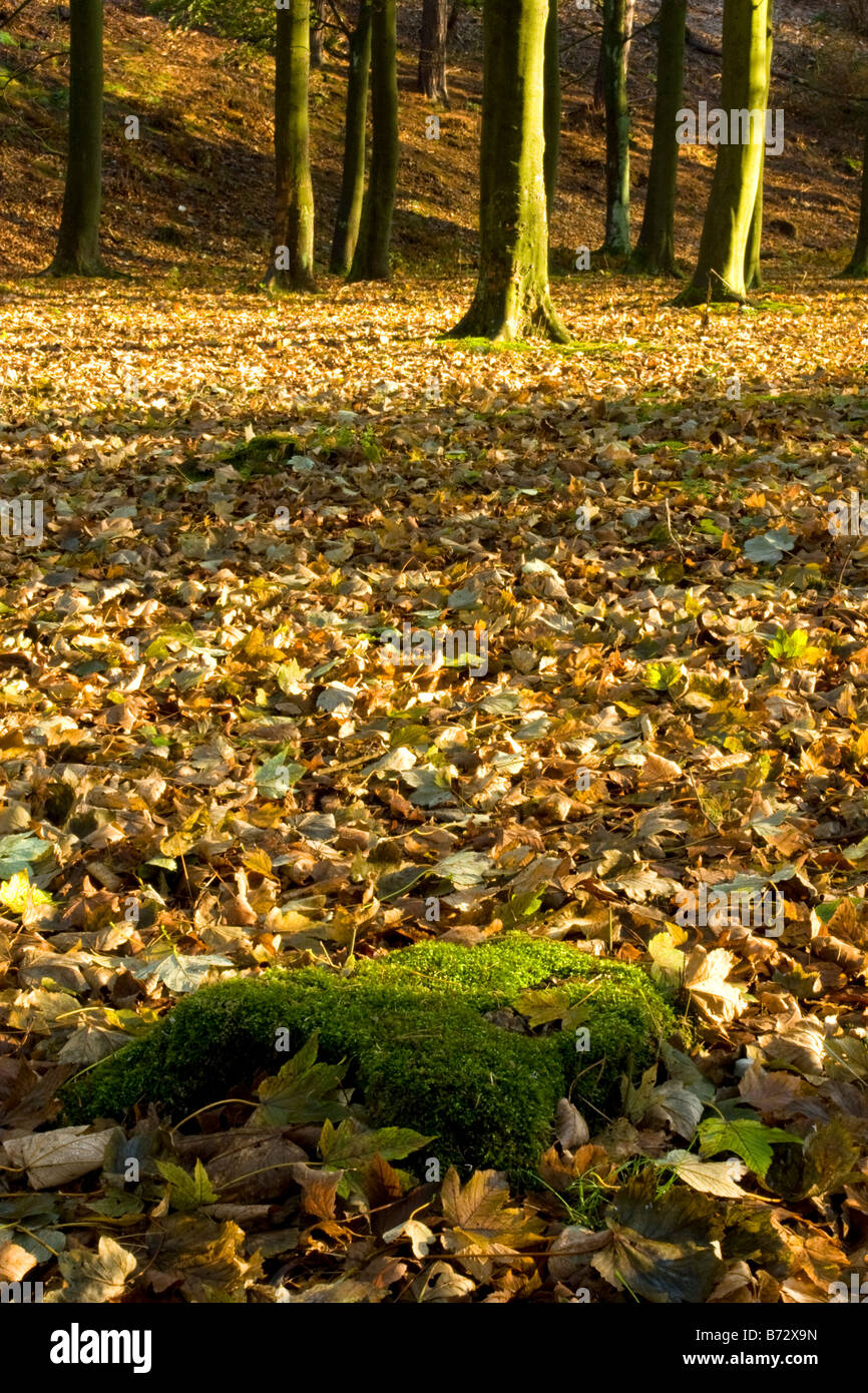 Ladybower wood peak district hi-res stock photography and images - Alamy