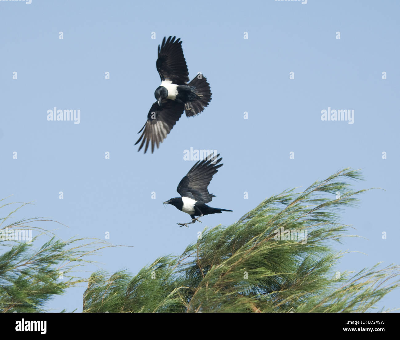 Flying black crows hi-res stock photography and images - Alamy