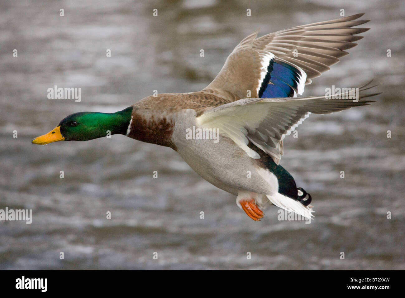 A drake mallard duck descending for a landing Stock Photo - Alamy