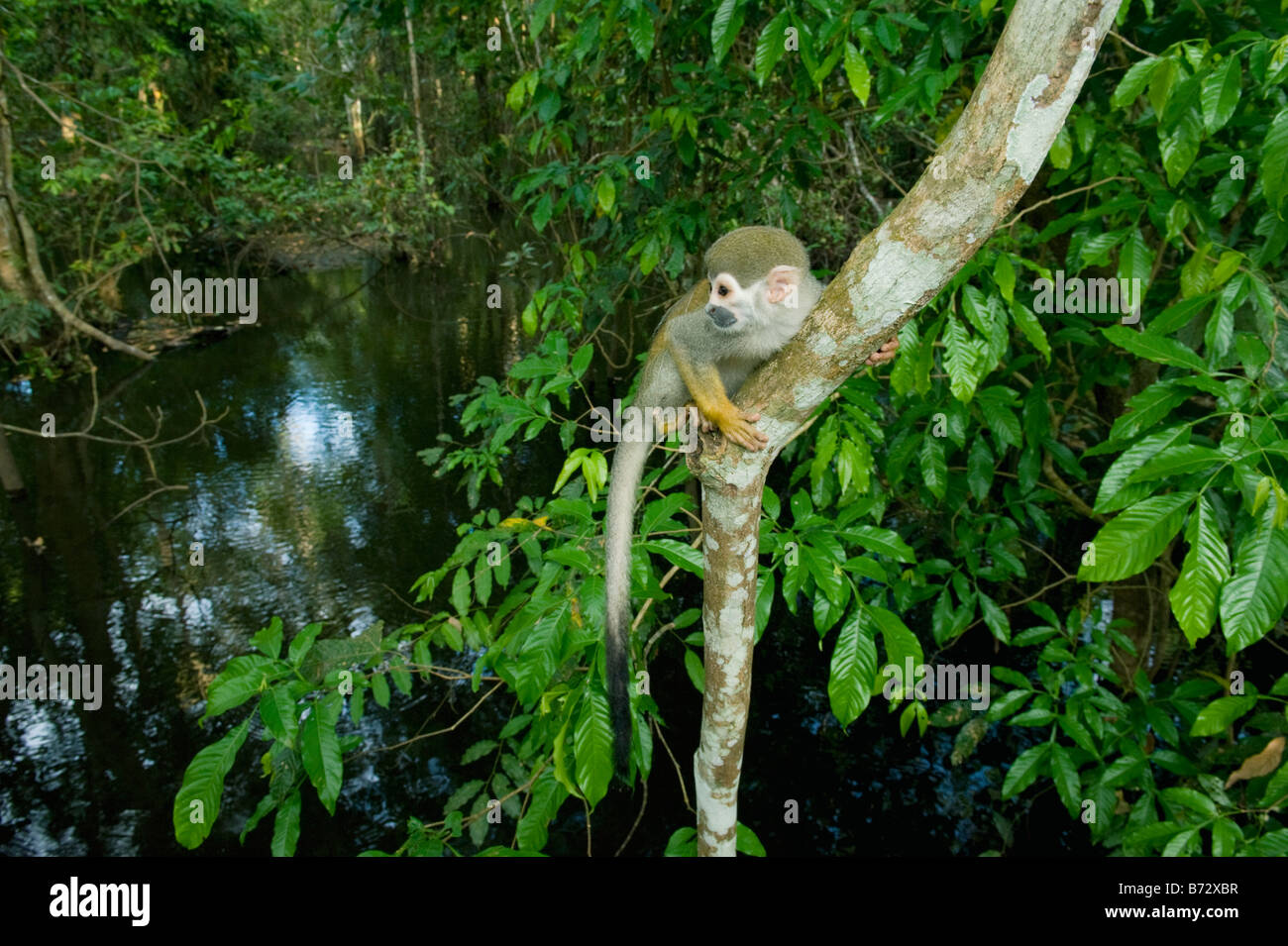 Common Squirrel Monkey (Saimiri sciureus) Flooded Forest, Rio Negro ...