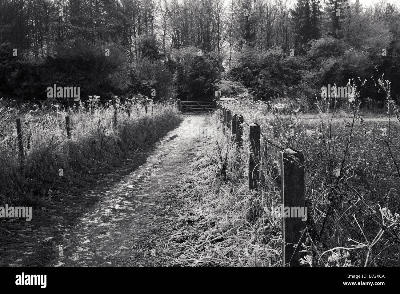 Frosty pathway hi-res stock photography and images - Alamy