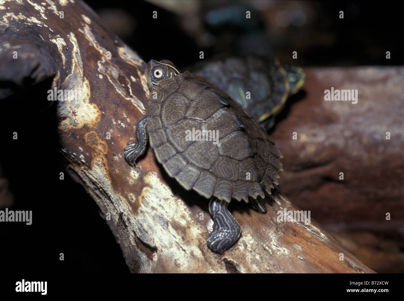 Texas Map Turtle Graptemys versa, Emydidae Stock Photo - Alamy