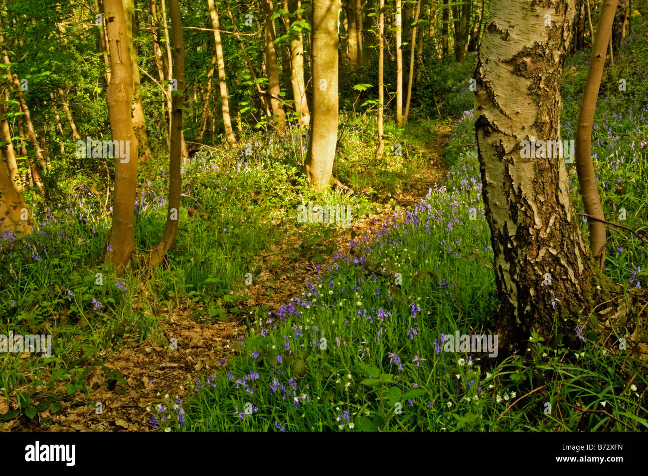 Padley wood hi-res stock photography and images - Alamy