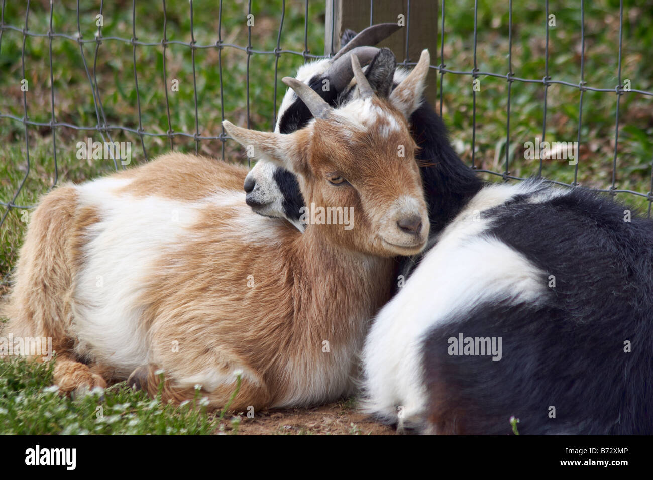 Two napping baby goats nestled together in the barnyard at Shirley ...