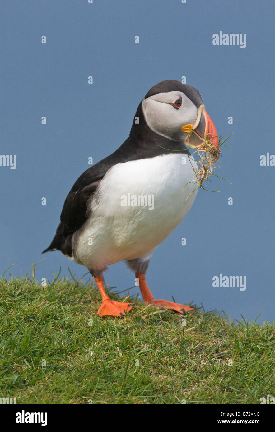 Puffin nesting material hi-res stock photography and images - Alamy