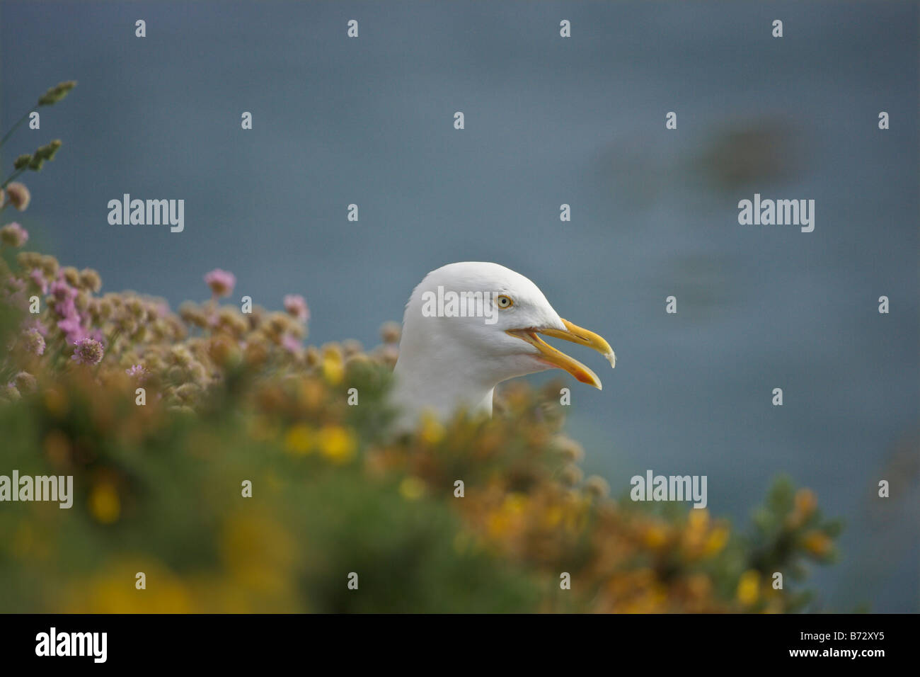 Head peeping hi-res stock photography and images - Alamy