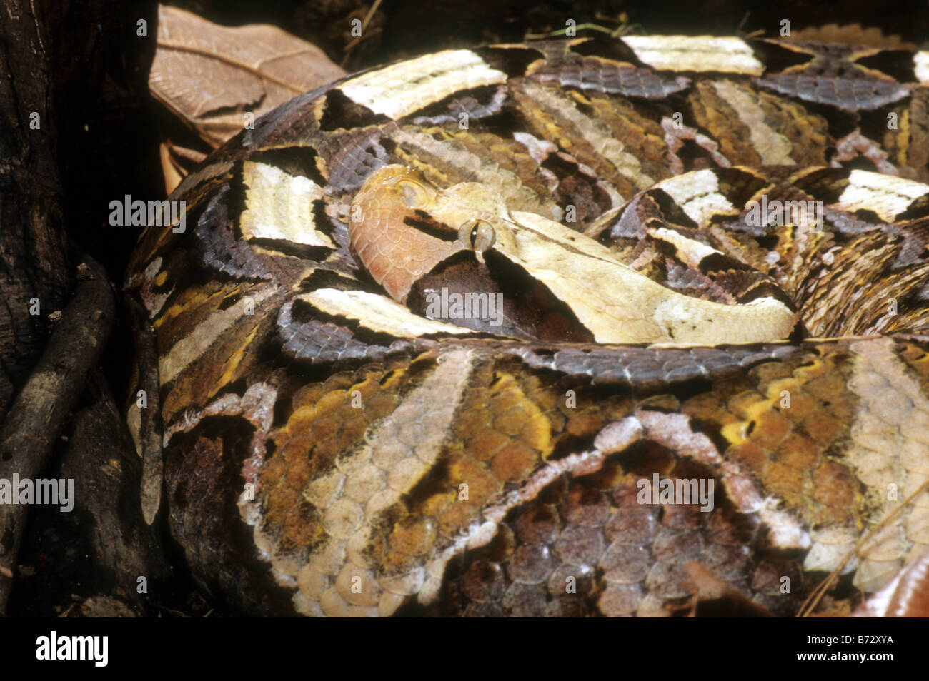 Gabon Viper (Bitis gabonica Stock Photo - Alamy