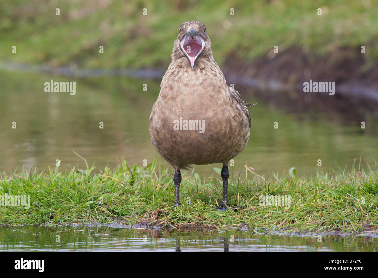 Great Skua Stercorarius skua Stock Photo - Alamy