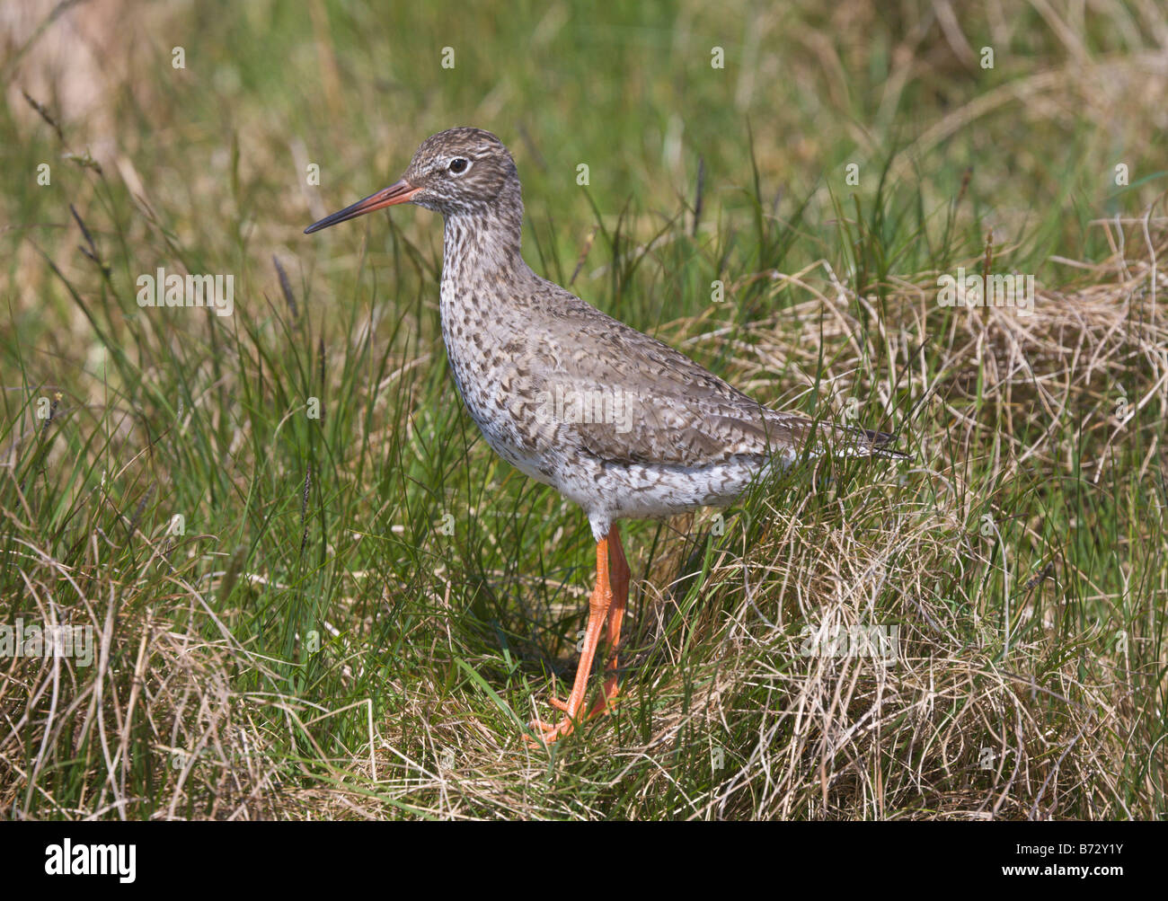 Redshank Tringa totanus Stock Photo - Alamy