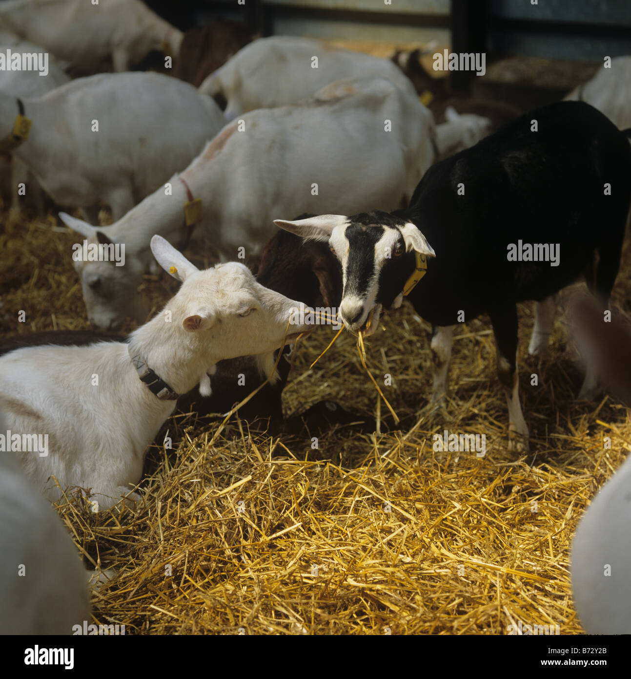 Saanen and Toggenburg milking goats lit by small patch of sunlight in ...
