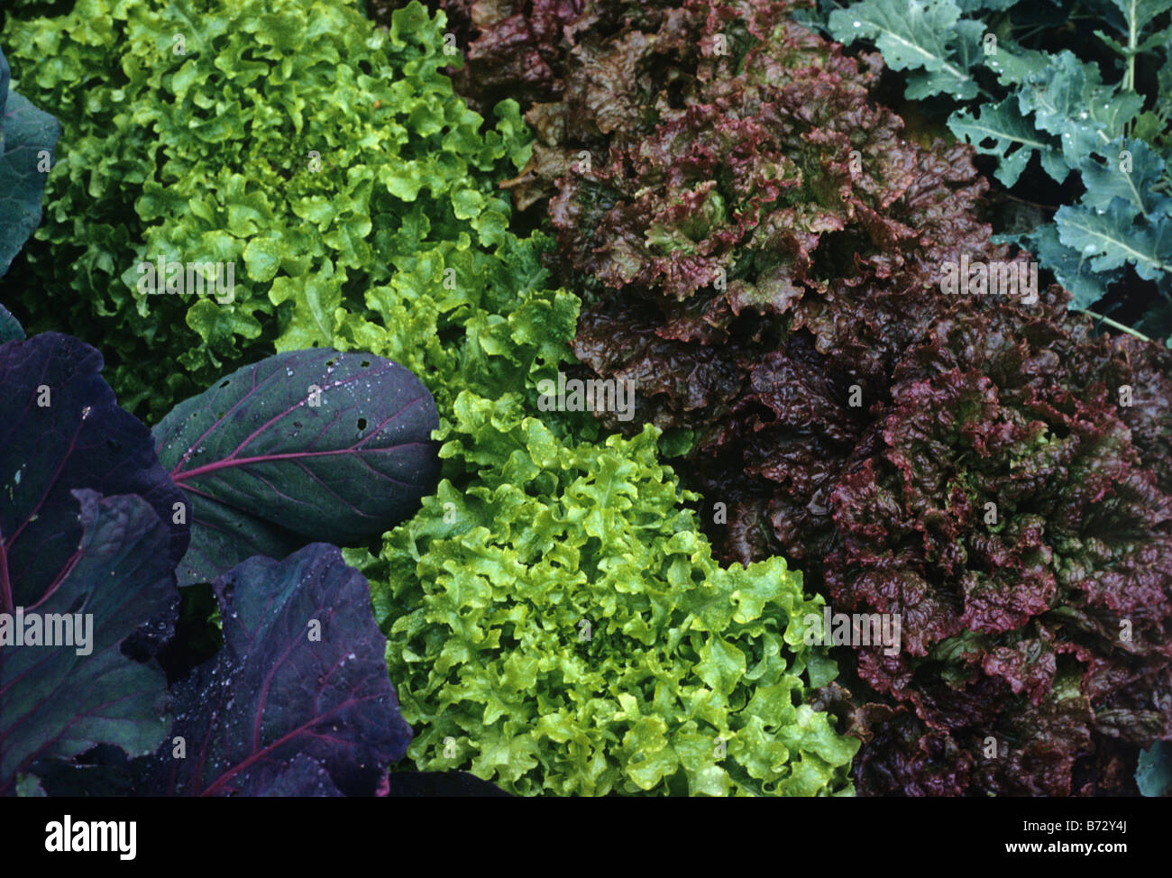 lettuces Salad bowl and red sails Stock Photo - Alamy