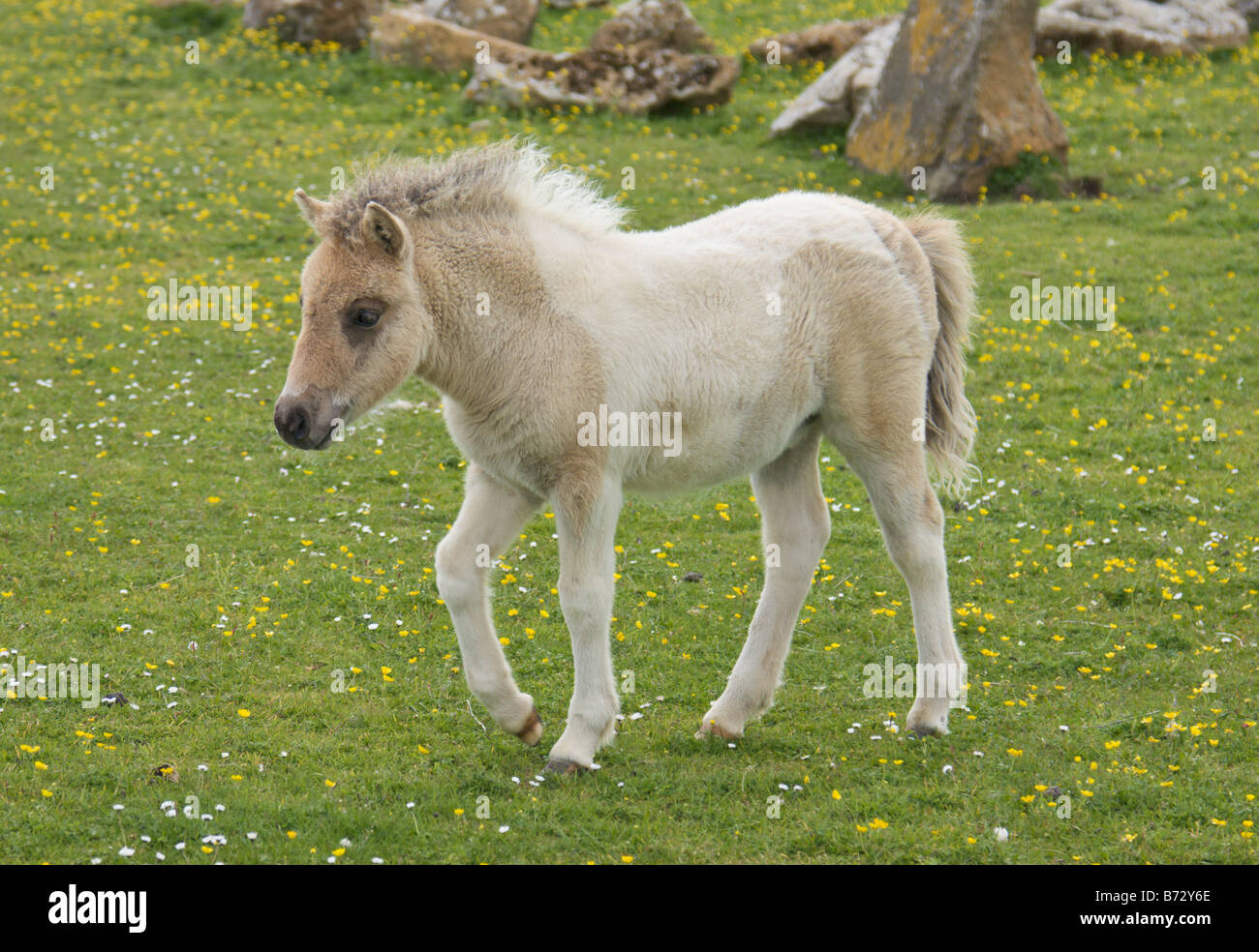 Shetland pony landscape hi-res stock photography and images - Alamy