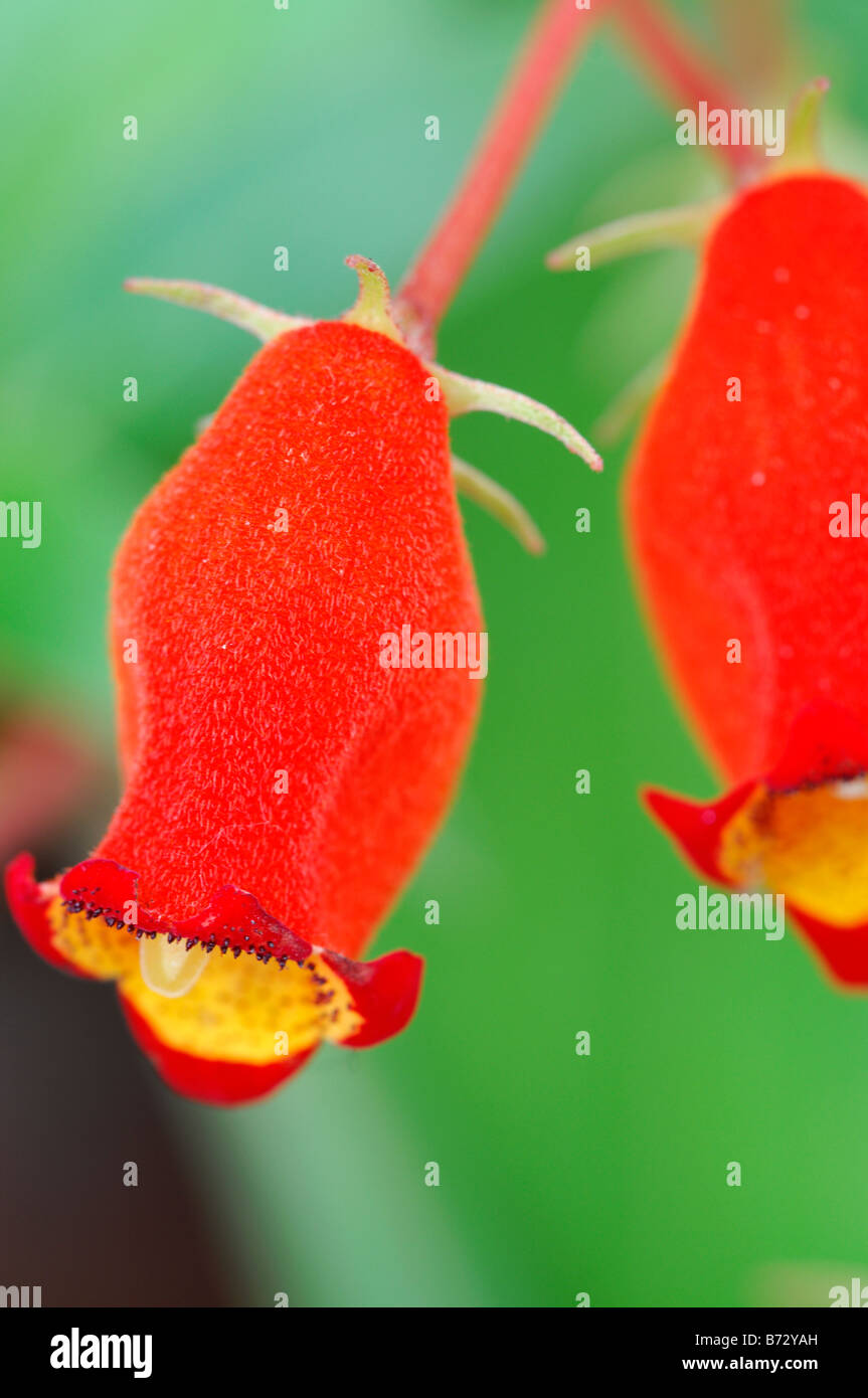 Gloxinia sylvatica bright red orange flowers Stock Photo - Alamy